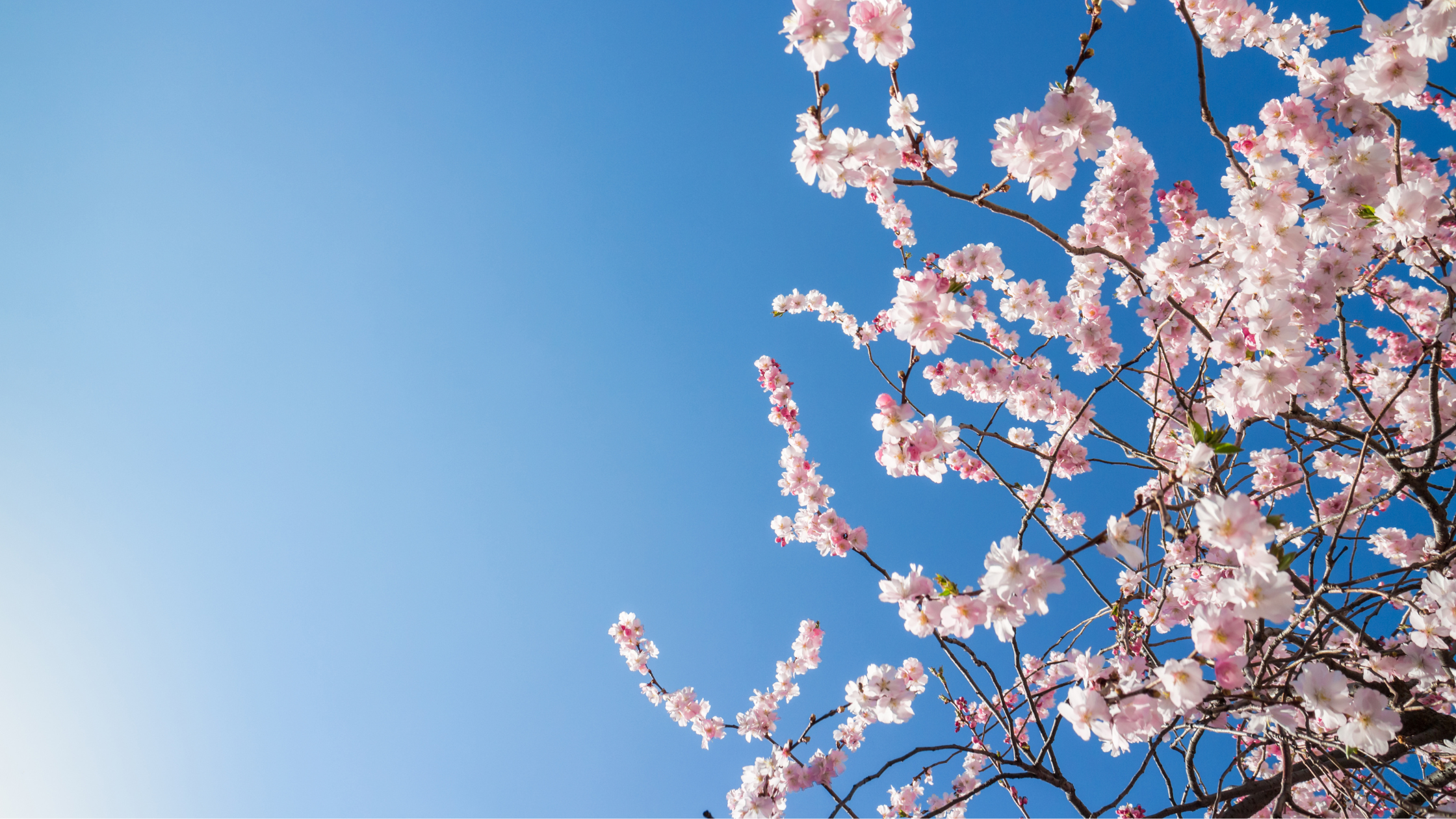 Spring Eating: How to Nourish Your Gut With Seasonal Produce – THE ...